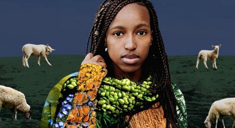 PETA US launches global $1 million vegan wool challenge
