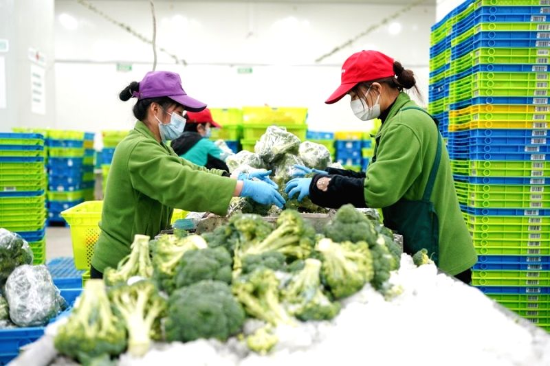 Staff members work at a vegetable warehouse in Songjiang District