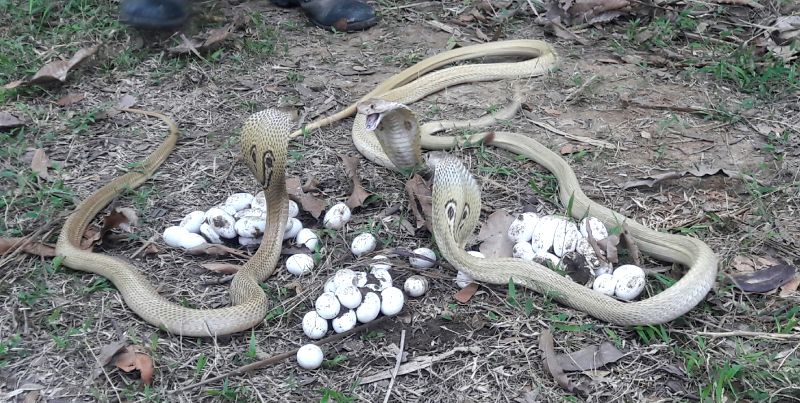 3 mother Cobras and their eggs rescued in Odisha