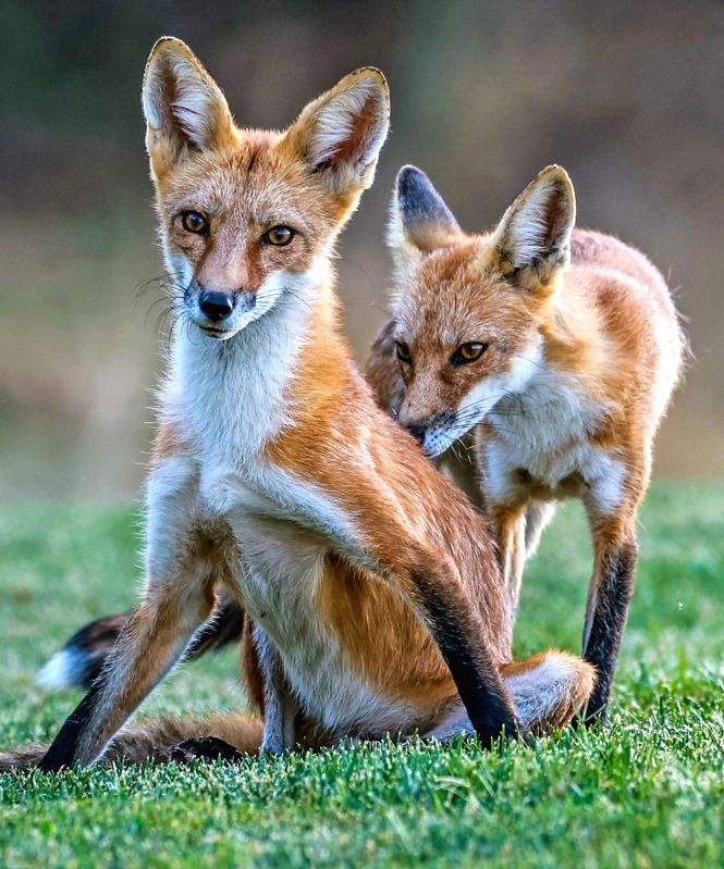 Two red foxes seen playing with each other in a field